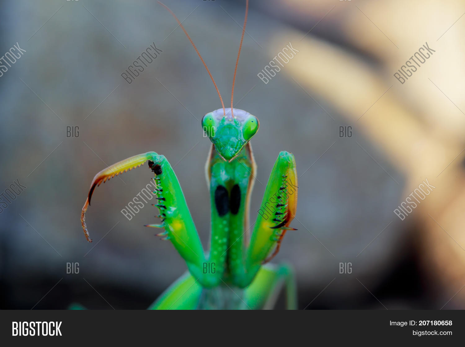 Migratory Locust Head Image & Photo (Free Trial) | Bigstock