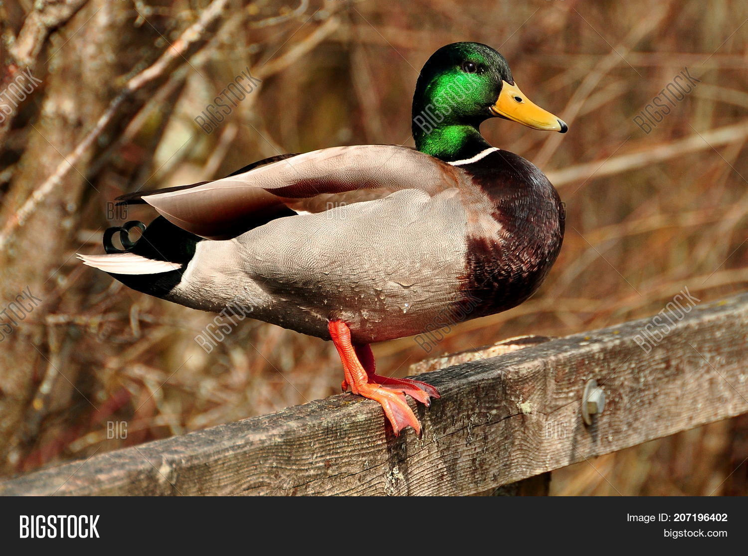 Male Mallard Drake Image & Photo (Free Trial) | Bigstock