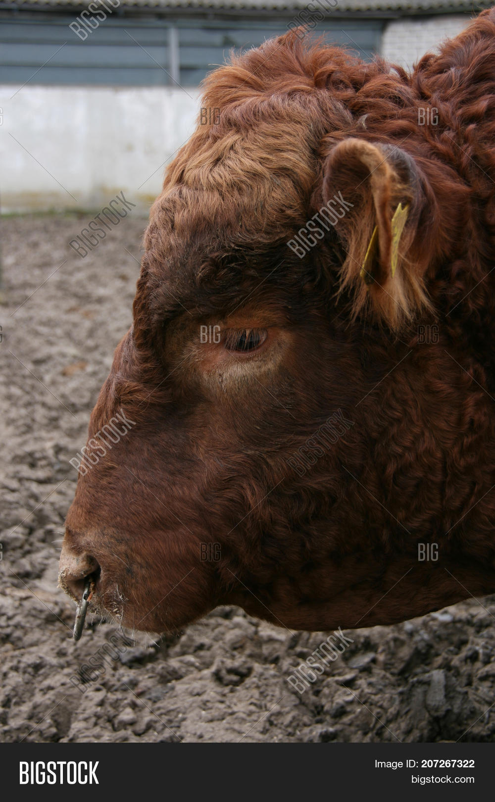 Dangerous Looking Bull Image & Photo (Free Trial) | Bigstock