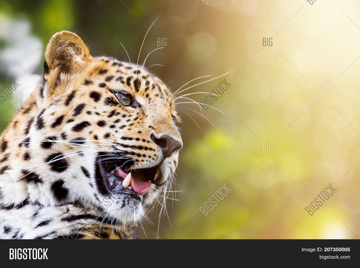 Adult Amur Leopard Image & Photo (Free Trial) | Bigstock