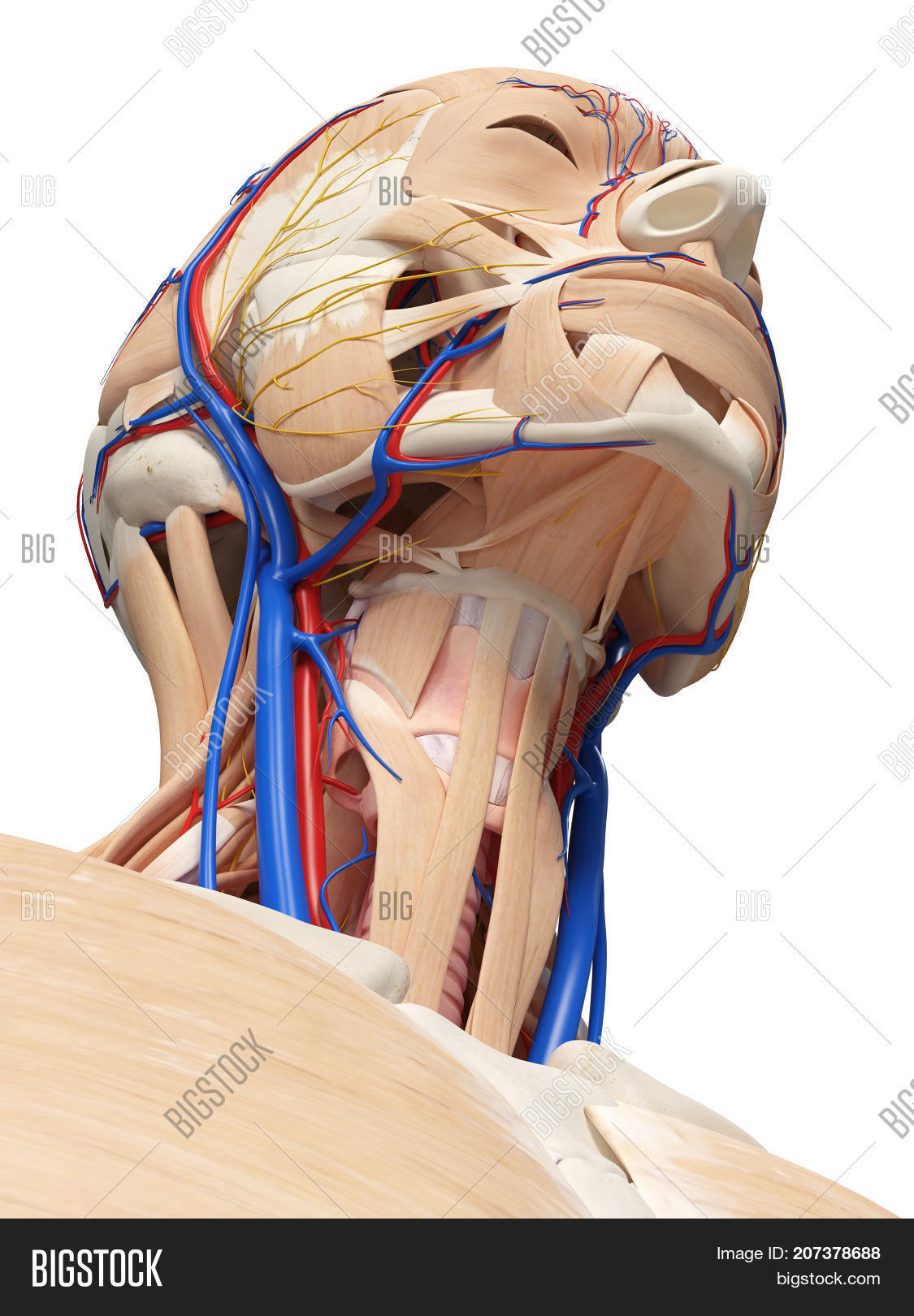 3d Rendered Medically Image & Photo (Free Trial) | Bigstock