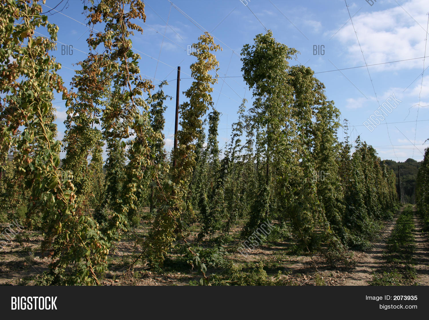 Deep Kentish Hop Image & Photo (Free Trial) | Bigstock