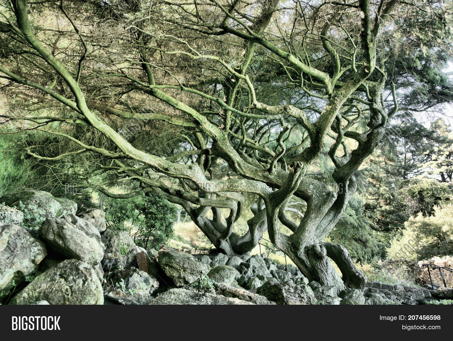 Large Tree Canopy, Image & Photo (Free Trial) | Bigstock