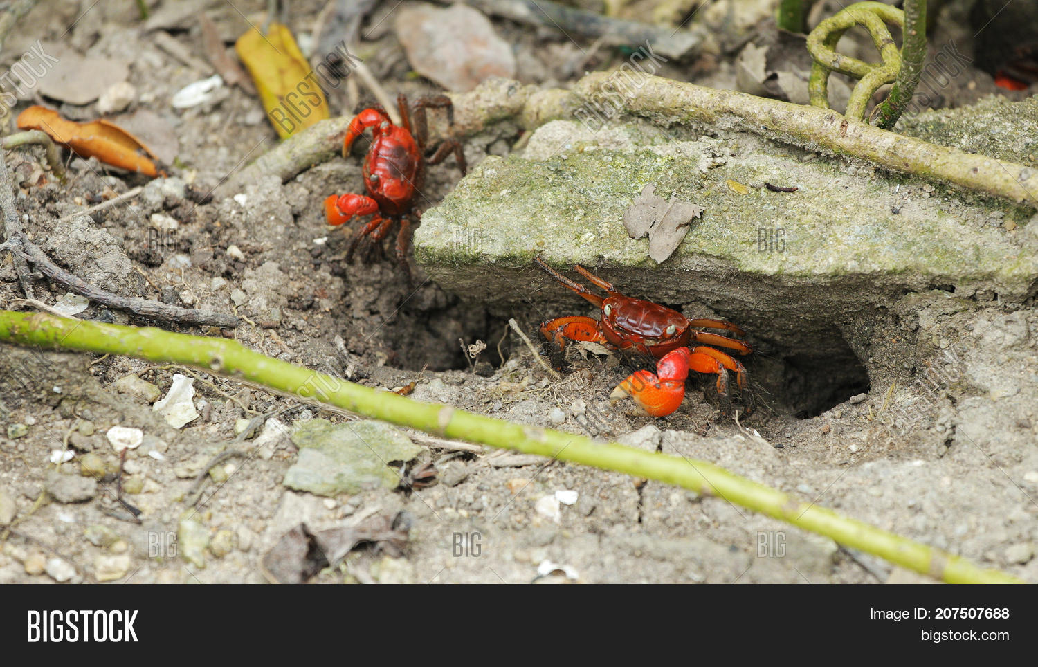 Fiddler Crab Image & Photo (Free Trial) | Bigstock
