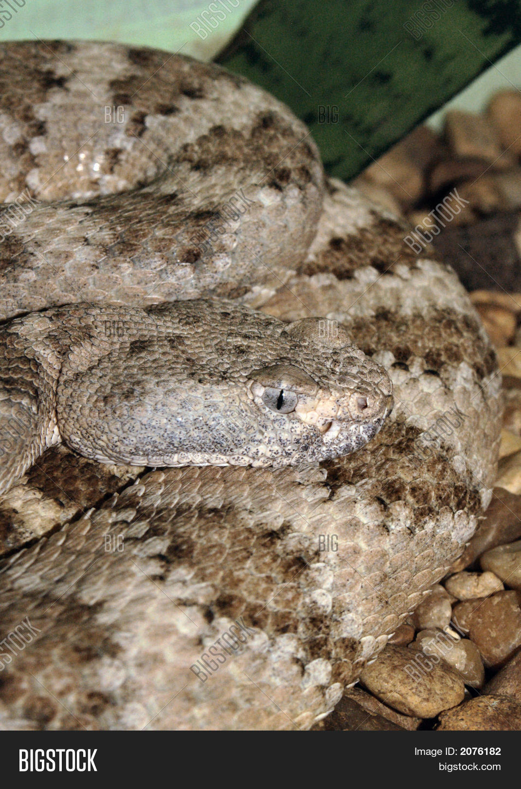 Rattle Snake Coiled Image & Photo (Free Trial) | Bigstock