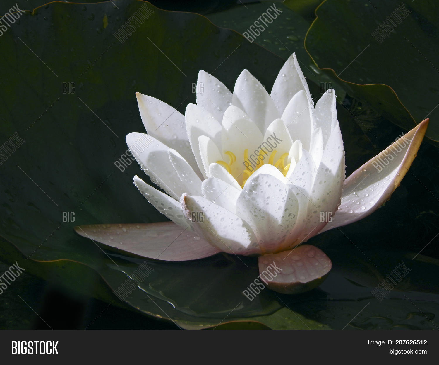 Charming Snow-white Image & Photo (Free Trial) | Bigstock