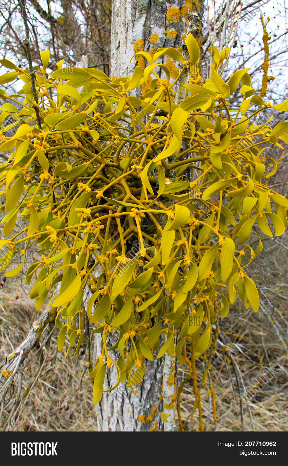 Close- Green Mistletoe Image & Photo (Free Trial) | Bigstock