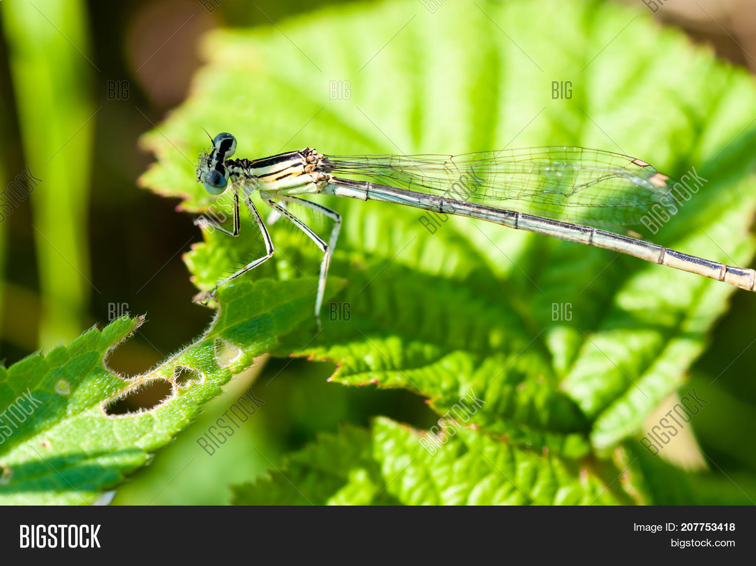 Small Dragonfly Image & Photo (Free Trial) | Bigstock