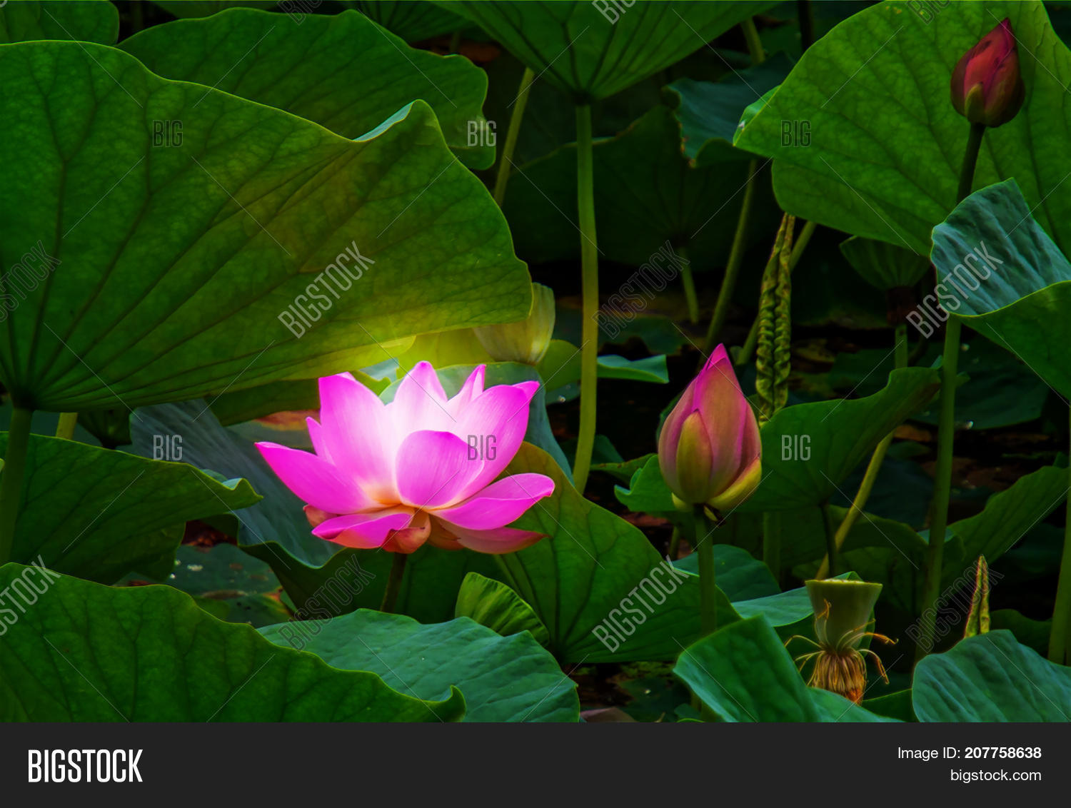 Large Lotus Flowers. Image & Photo (Free Trial) | Bigstock