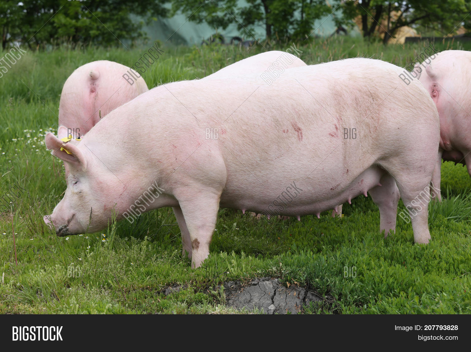 Big Fat Sow Pig Graze Image & Photo (Free Trial) | Bigstock