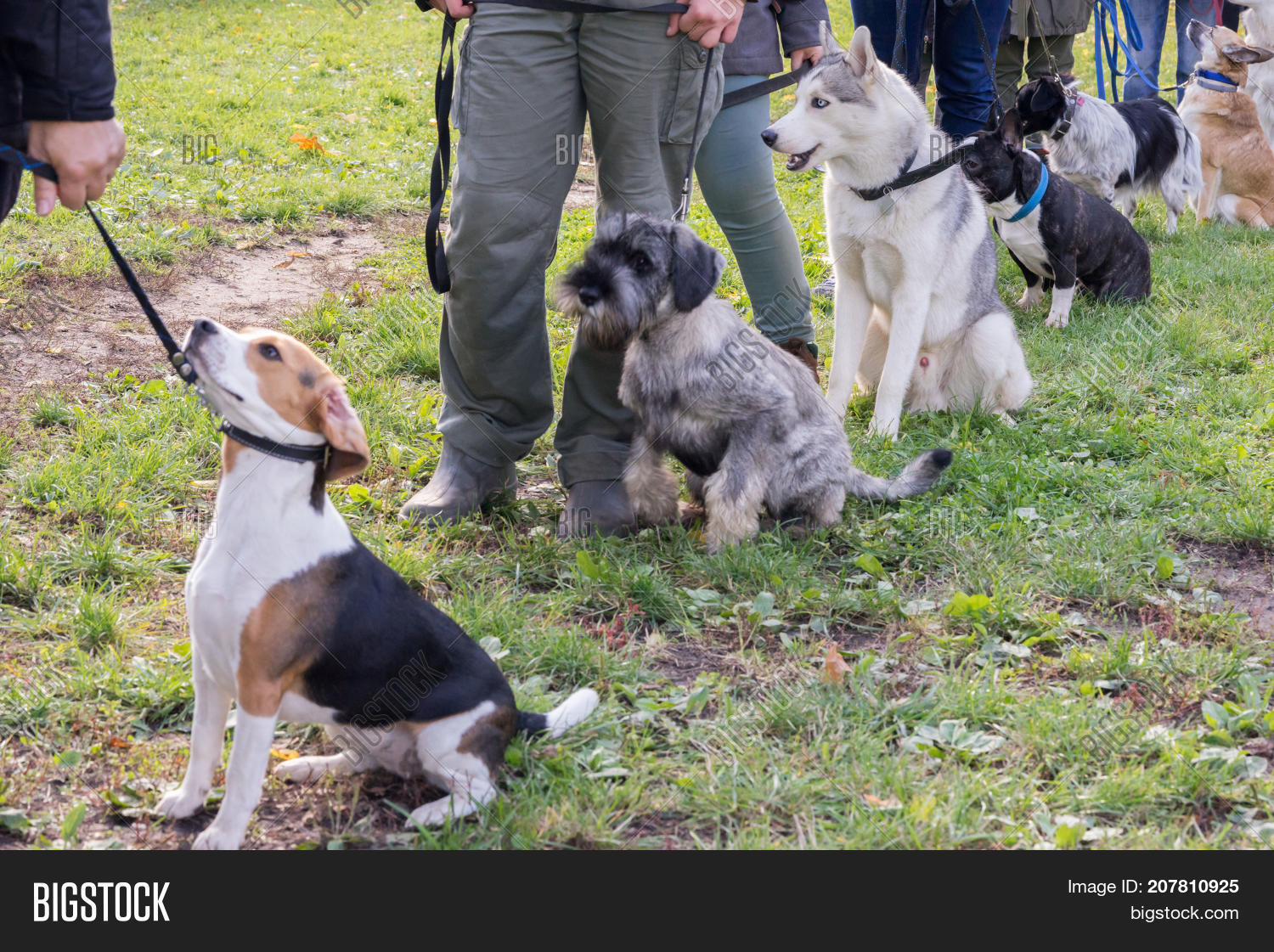 Group Dogs Owners Image & Photo (Free Trial) | Bigstock
