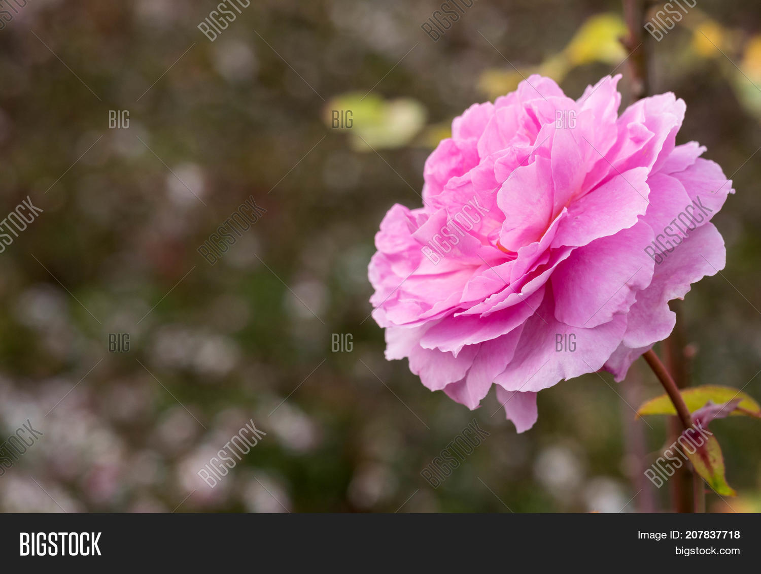 Mayflower Rose, Image & Photo (Free Trial) | Bigstock