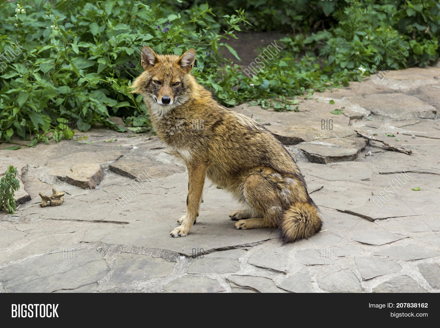 Golden Jackal Wandered Image & Photo (Free Trial) | Bigstock