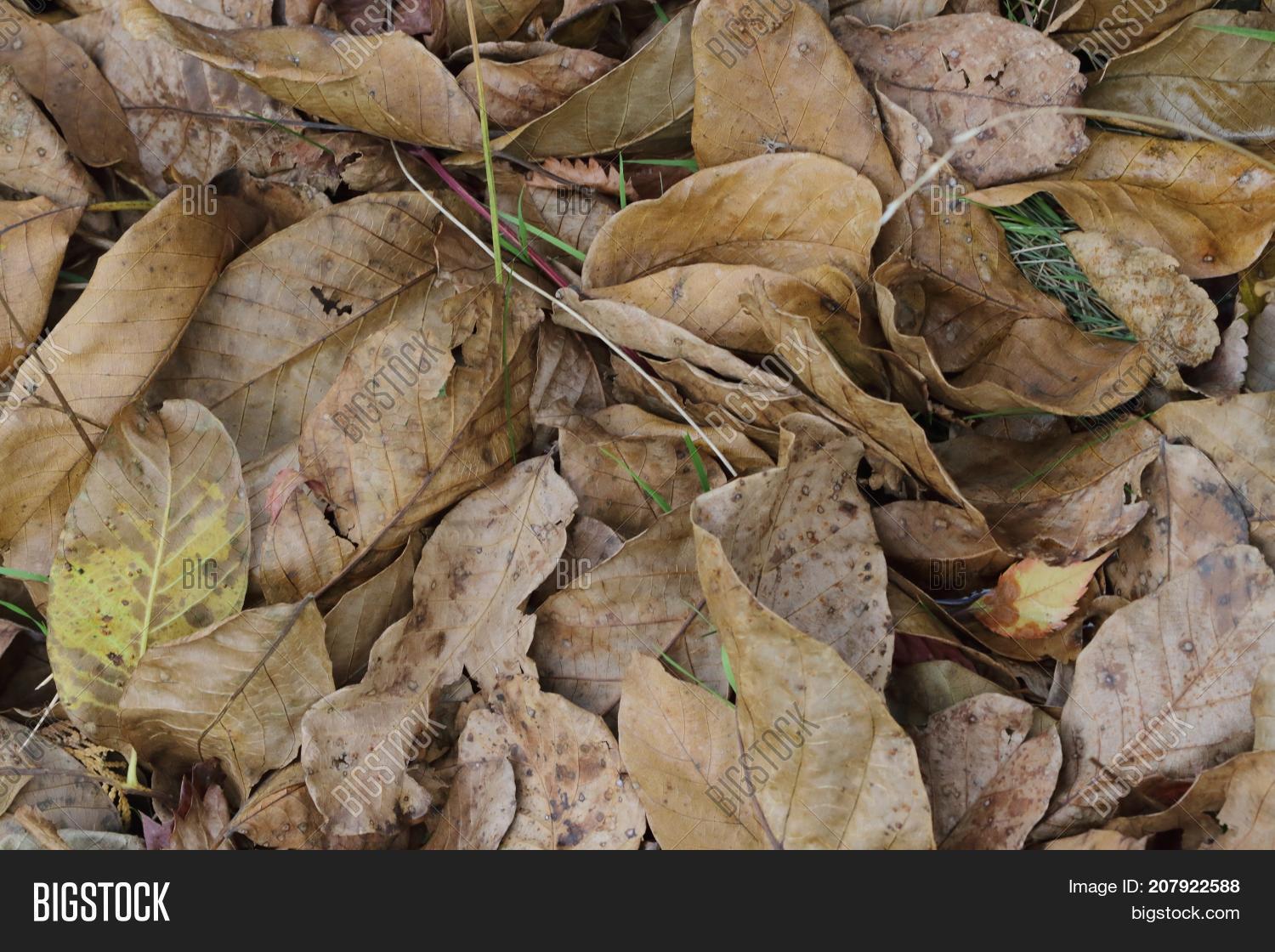 Brown Autumn Foliage Image & Photo (Free Trial) | Bigstock