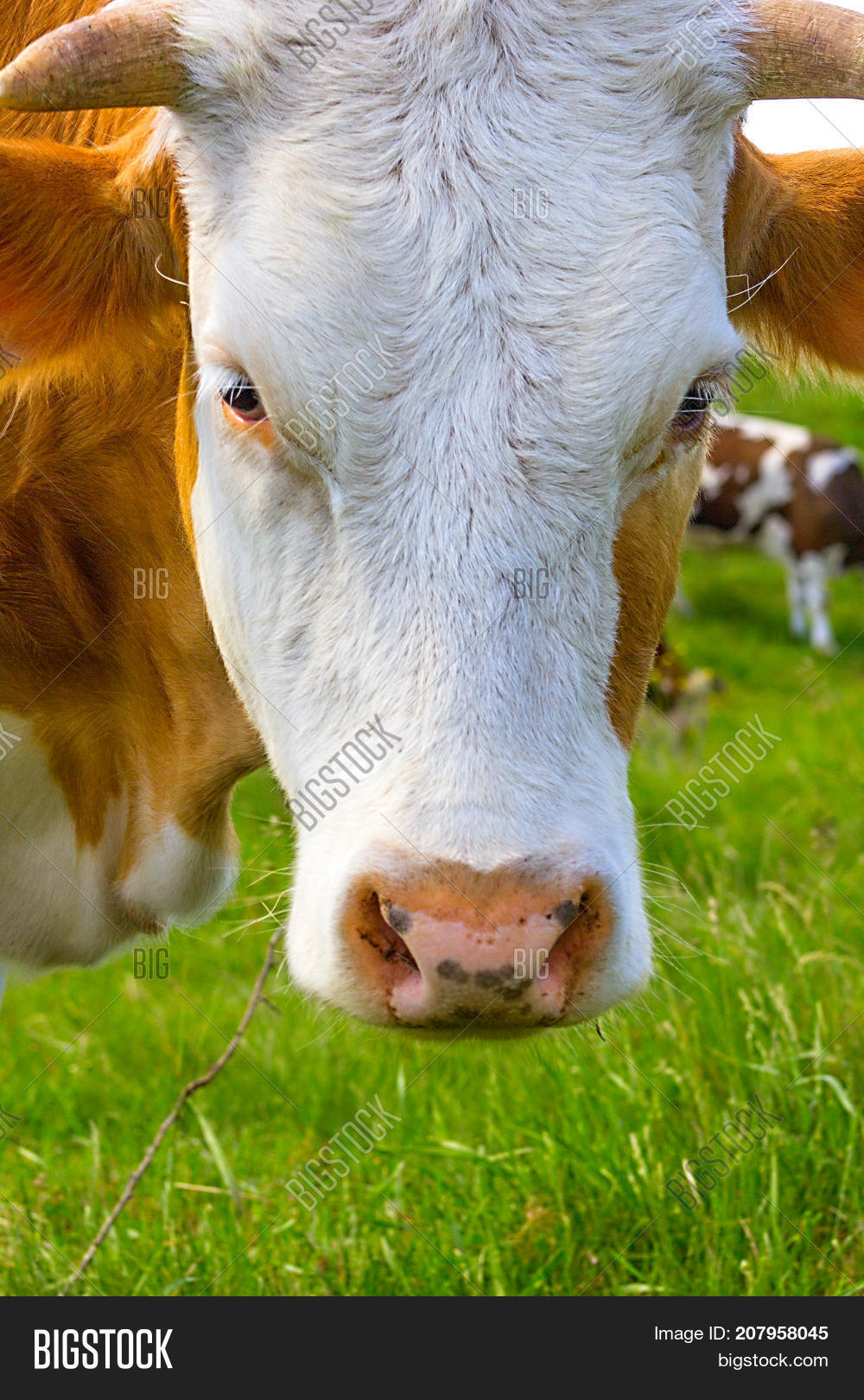 Young Bull Outdoors Image & Photo (Free Trial) | Bigstock