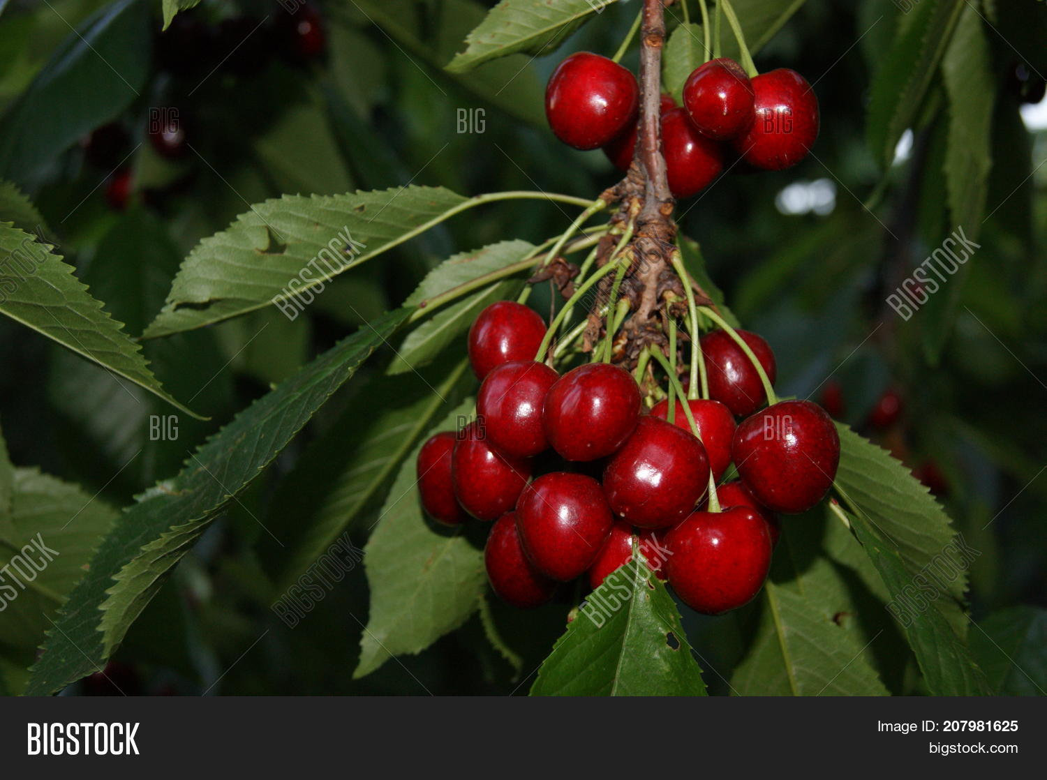 Photo Ripe Cherry Image & Photo (Free Trial) | Bigstock