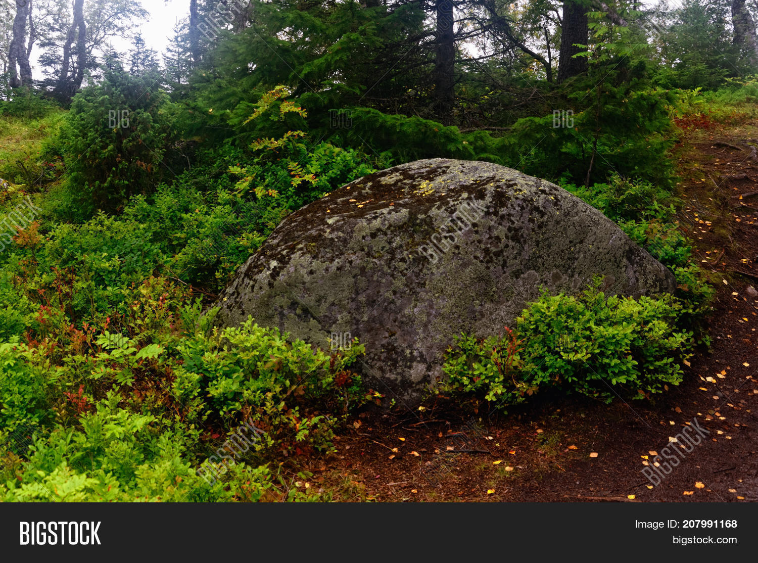 Big Stone Covered Moss Image & Photo (Free Trial) | Bigstock