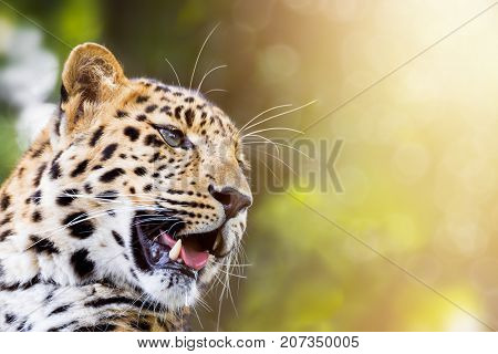Adult Amur Leopard Image & Photo (Free Trial) | Bigstock