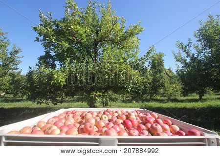 Apples Bin Orchard Image & Photo (Free Trial) | Bigstock