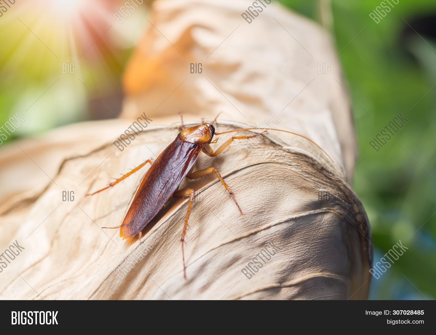 Cockroaches That Live Image & Photo (Free Trial) | Bigstock