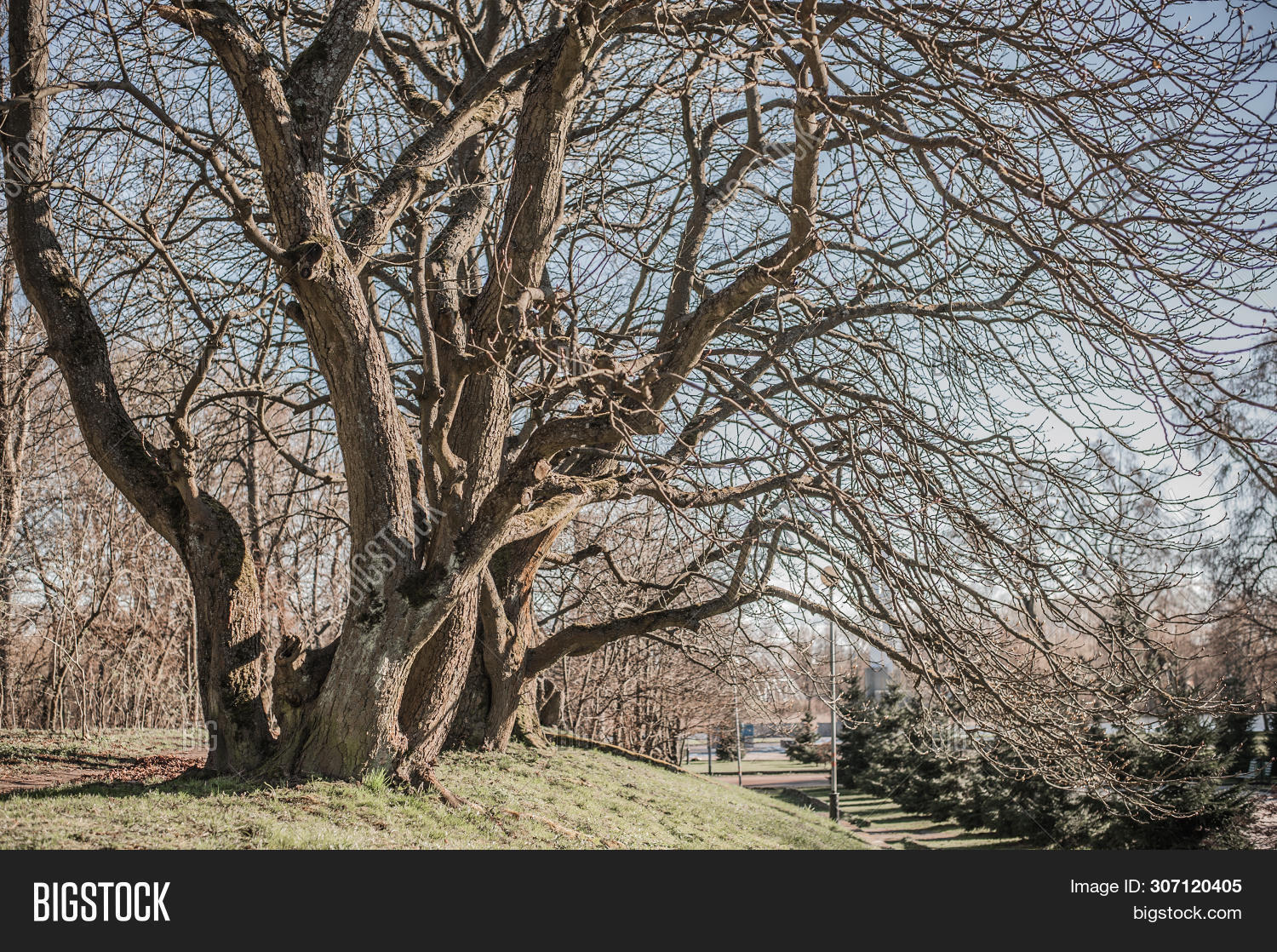 Ancient Trees Knobby Image & Photo (Free Trial) | Bigstock