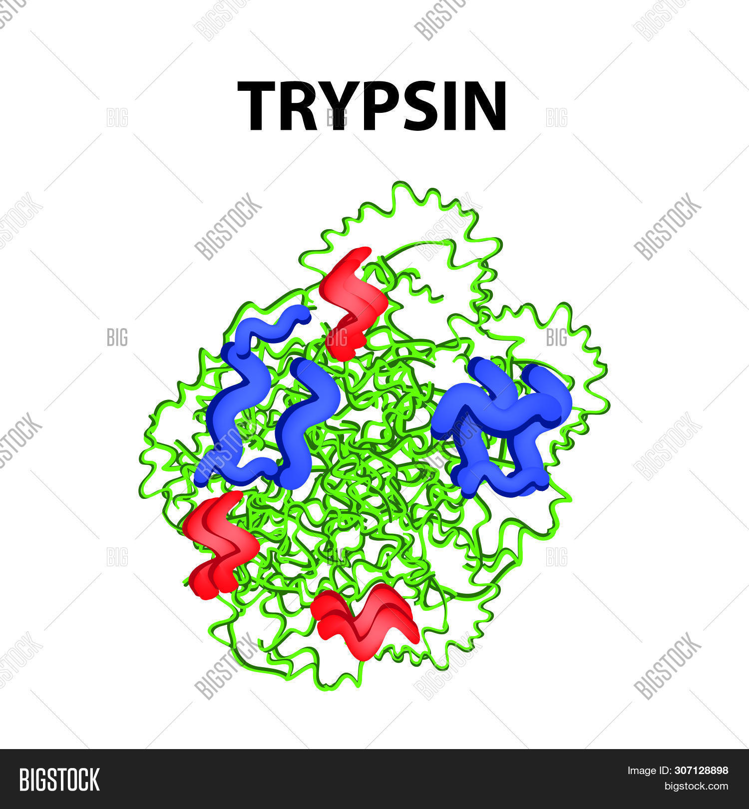 Trypsin Molecular Image & Photo (Free Trial) | Bigstock