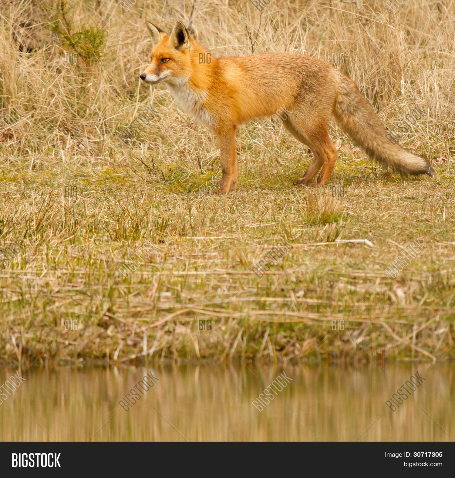 Fox Holland Image & Photo (Free Trial) | Bigstock