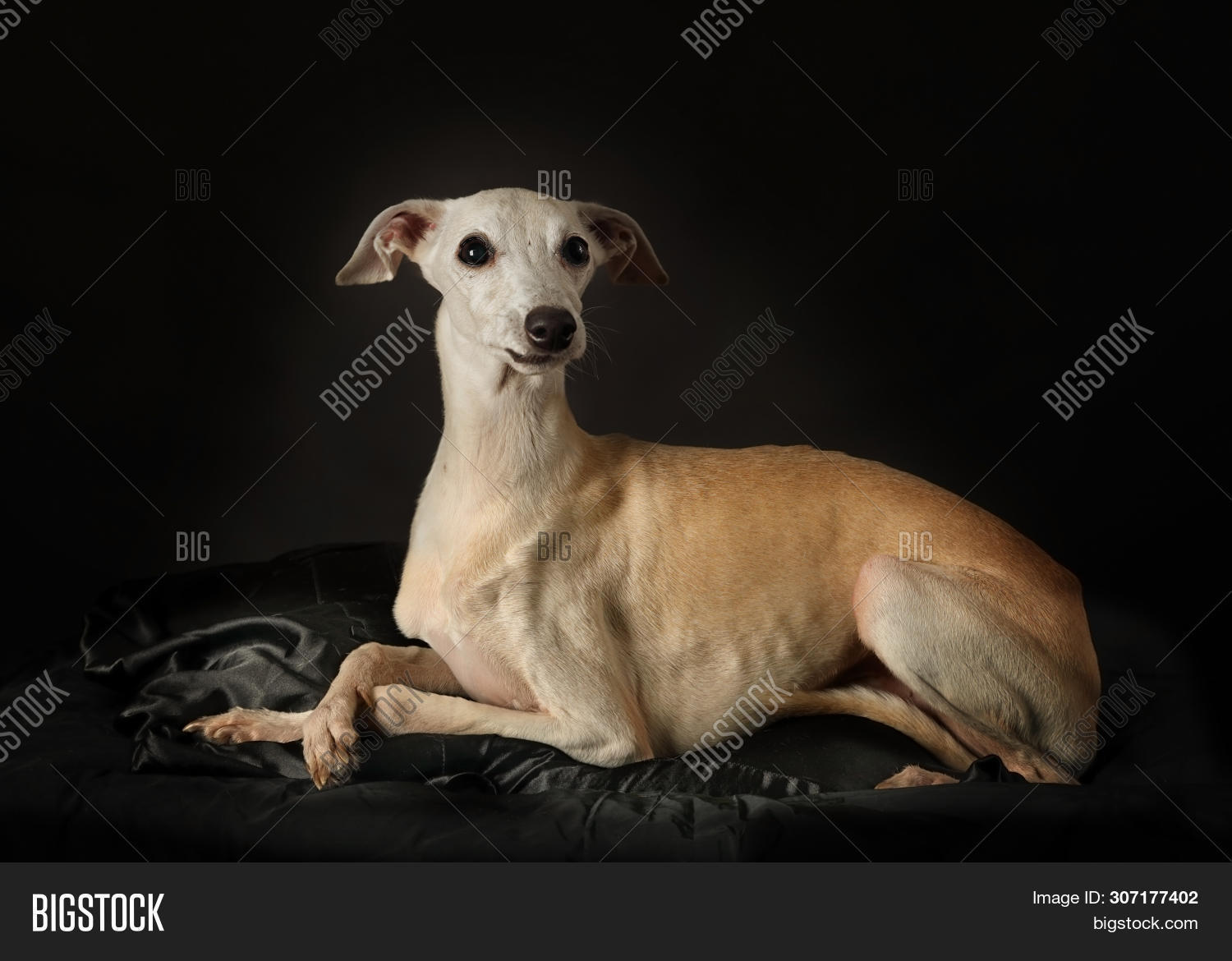 Black Italian Greyhound Puppy