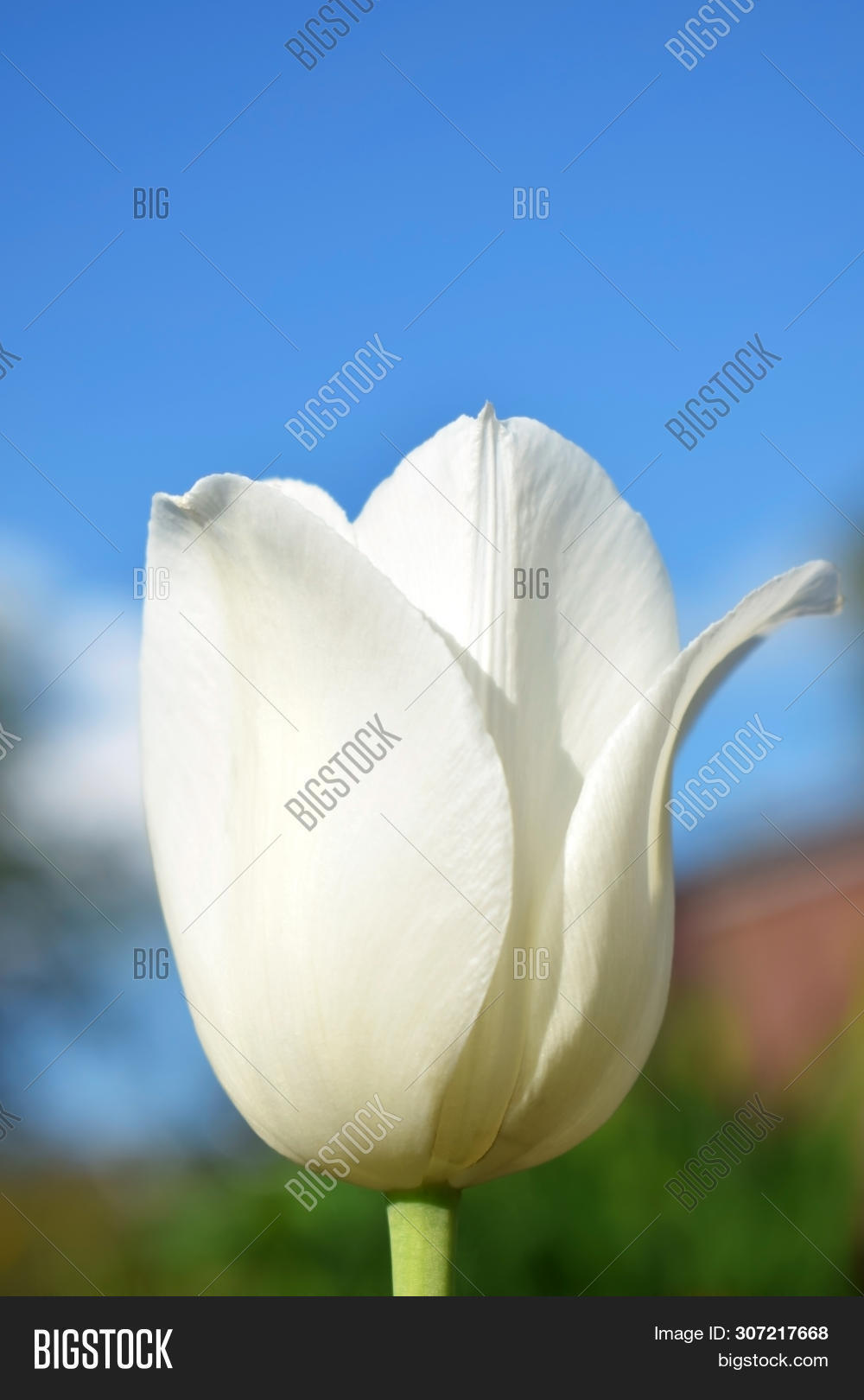 White Tulip Against Image & Photo (Free Trial) | Bigstock