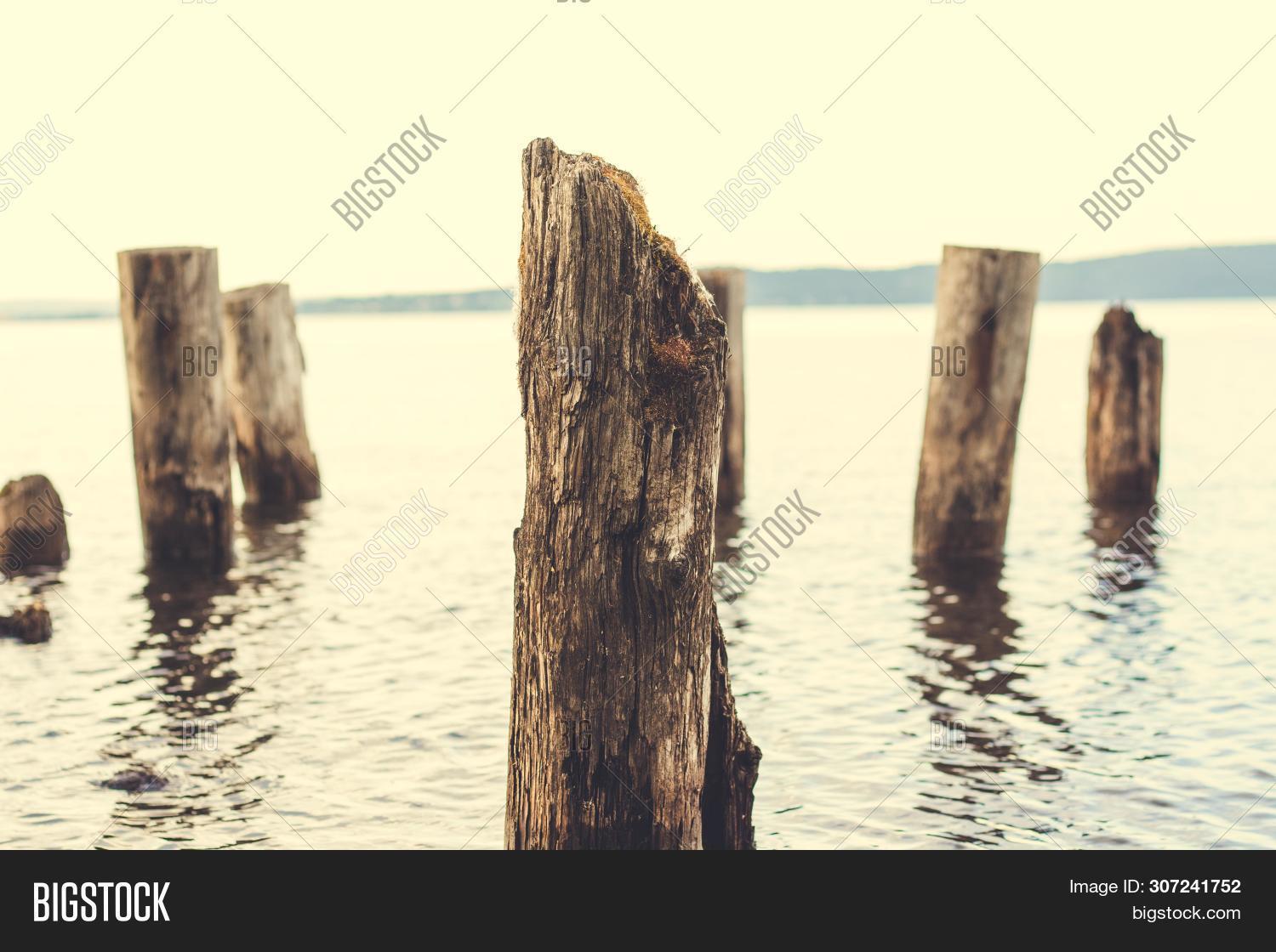 Several Pillars Tree Image & Photo (Free Trial) | Bigstock
