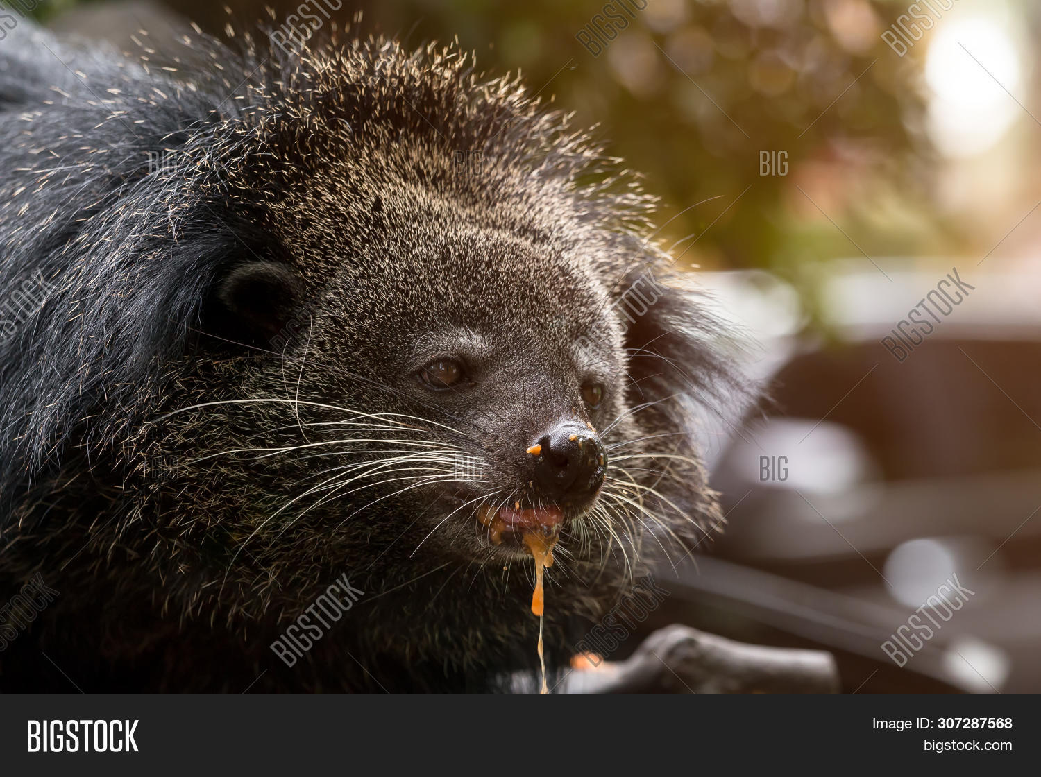 Close Binturong Face Image & Photo (Free Trial) | Bigstock