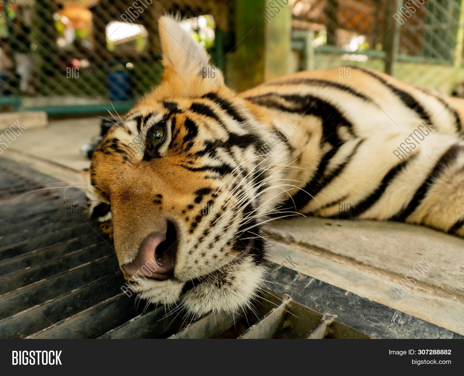 Caged Bengal Tiger Image & Photo (Free Trial) | Bigstock