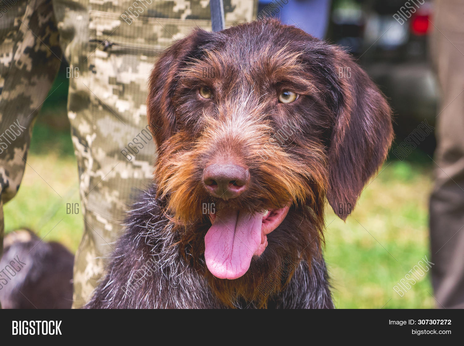 German Wire-haired Image & Photo (Free Trial) | Bigstock