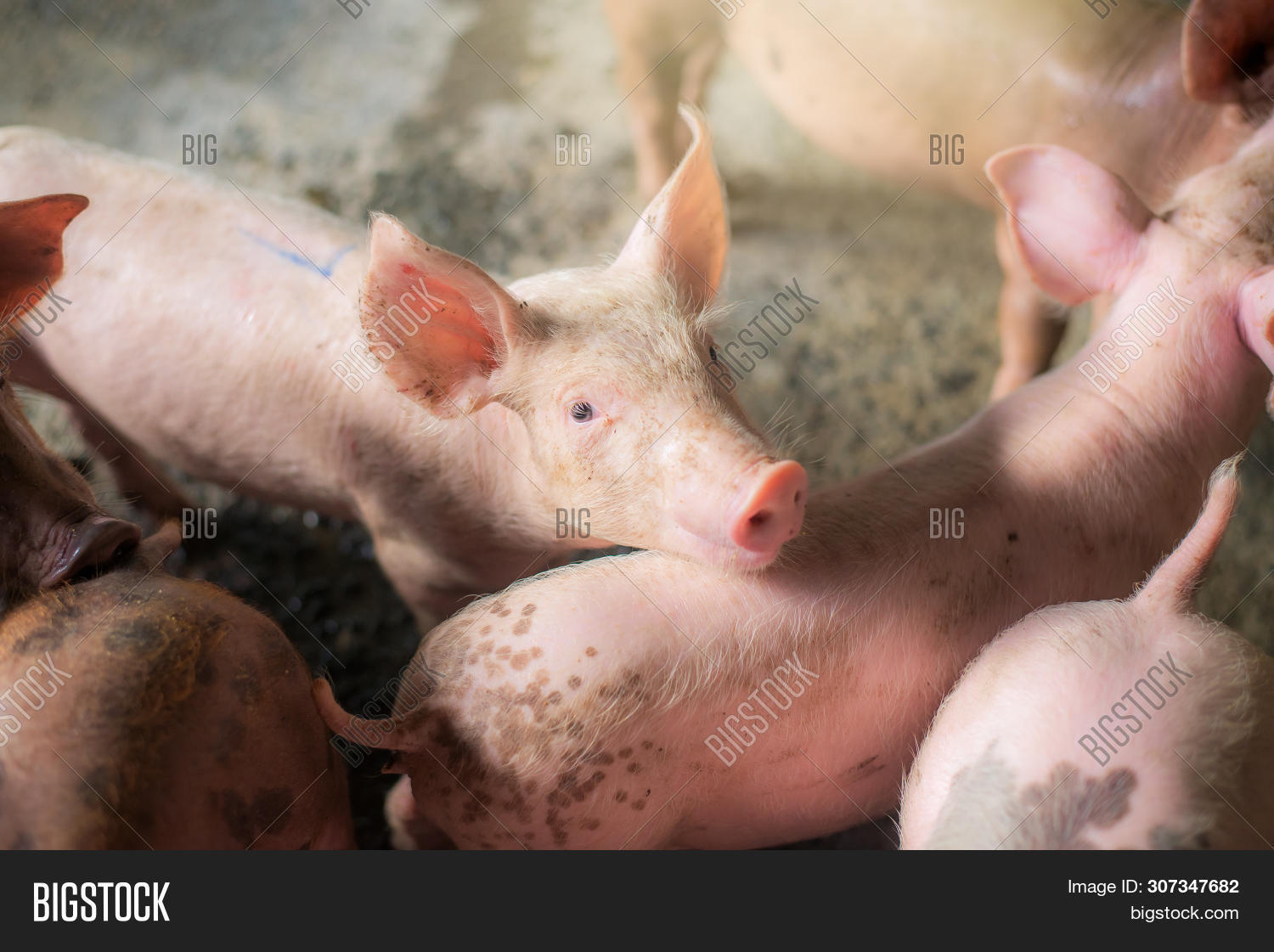Pigs Farm. Meat Image & Photo (Free Trial) | Bigstock
