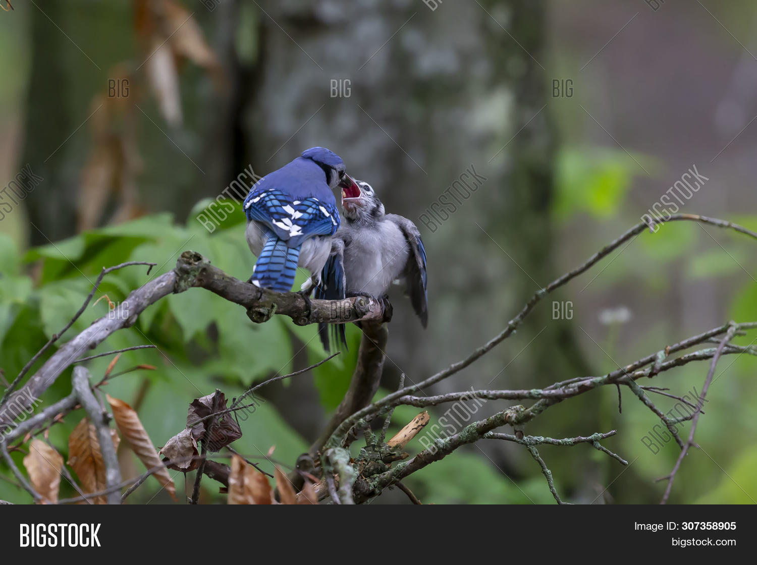 Blue Jay (cyanocitta Image & Photo (Free Trial) | Bigstock