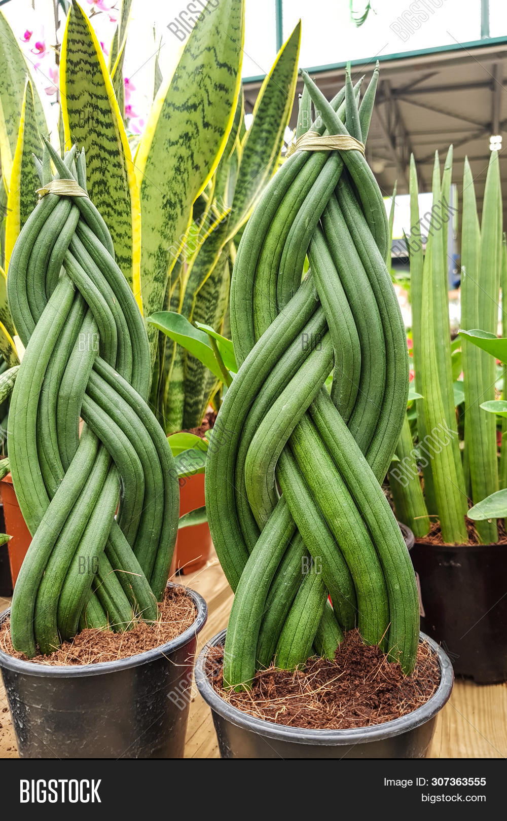 Decorative Spit Plant Image & Photo (Free Trial) | Bigstock