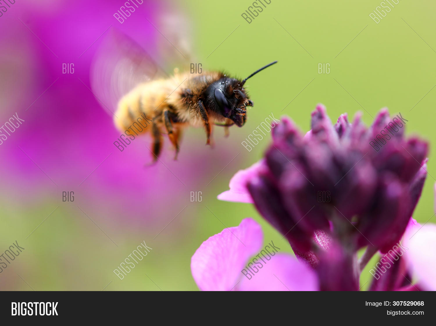 Red Mason Bee Flying Image & Photo (Free Trial) | Bigstock