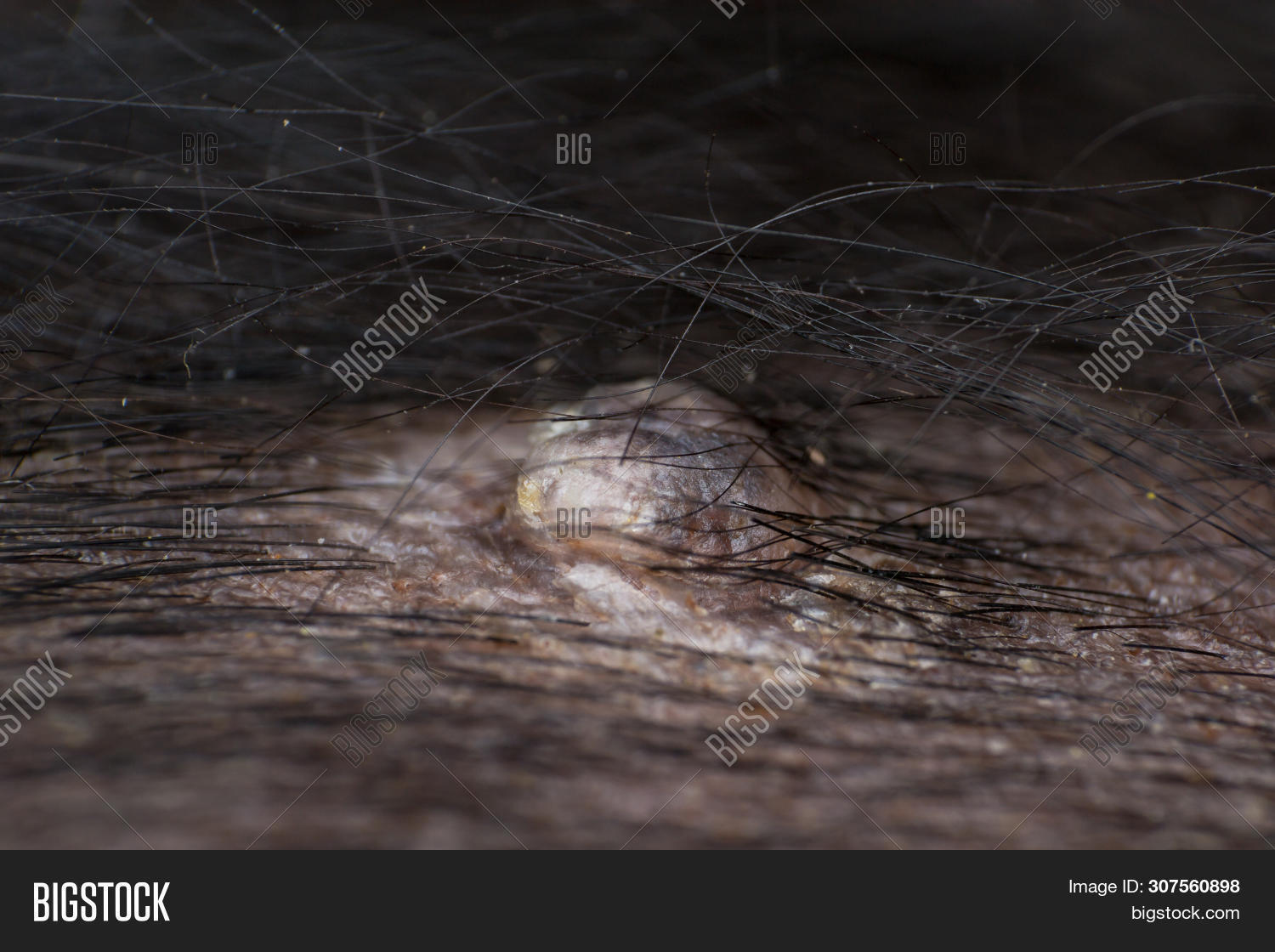 Skin Lumps Bumps Dog Image & Photo (Free Trial) | Bigstock
