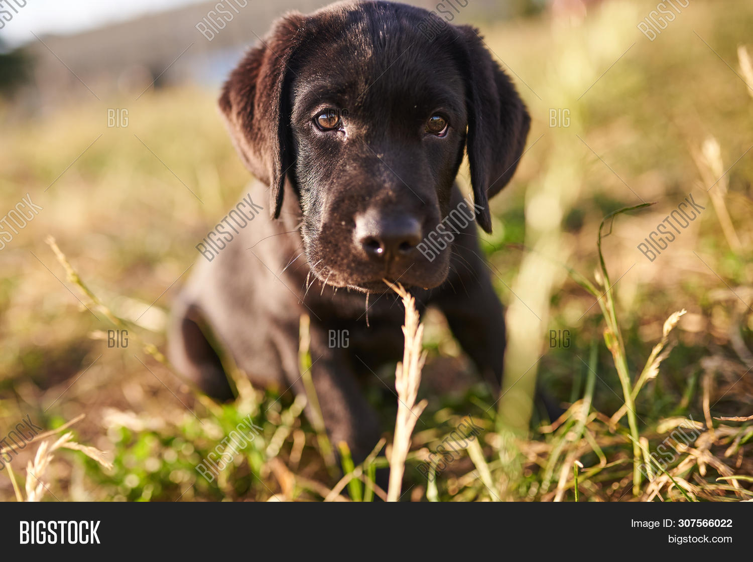 Portrait Cute Labrador Image & Photo (Free Trial) | Bigstock
