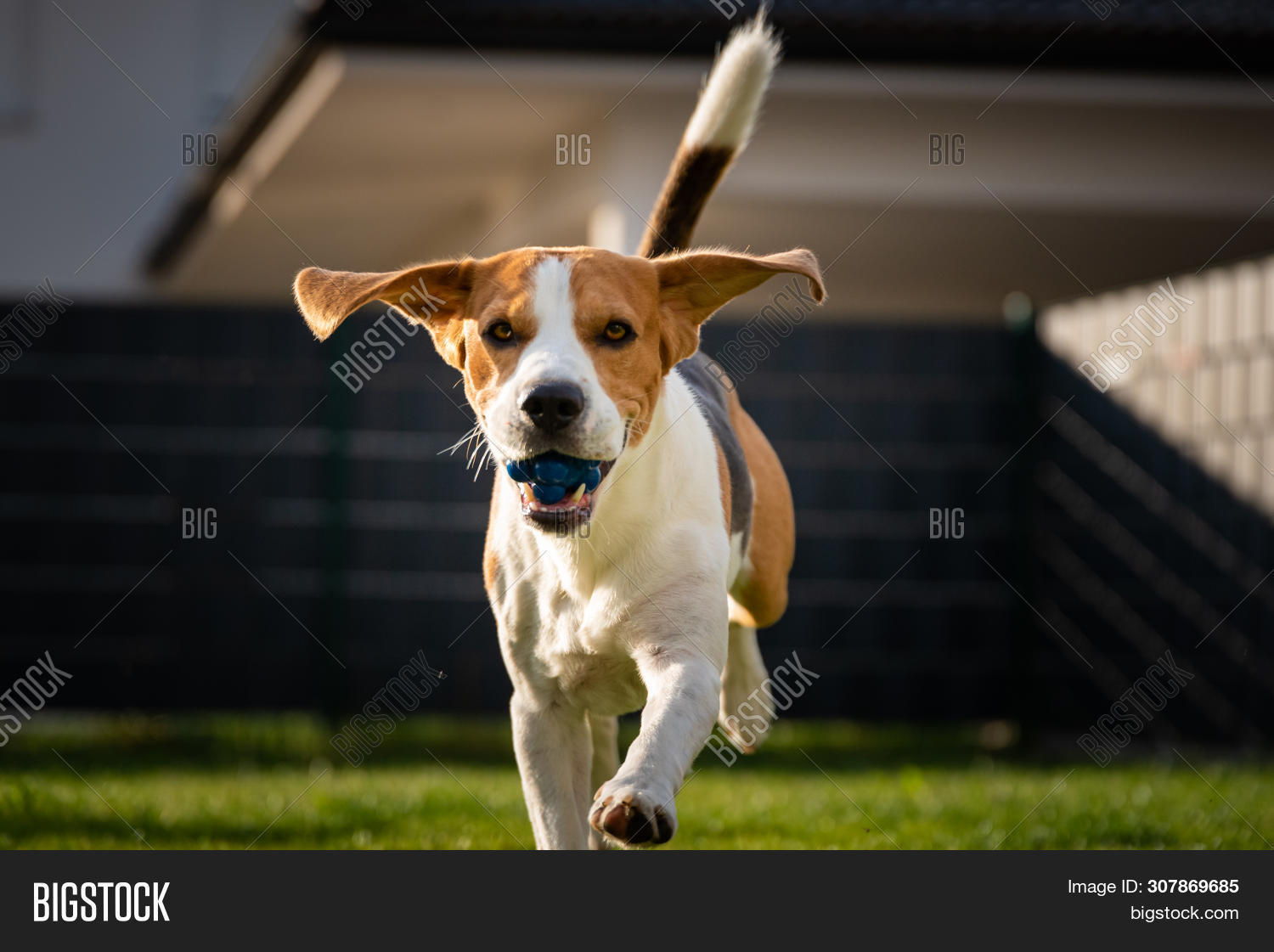 Beagle Dog Ball On Image & Photo (Free Trial) | Bigstock