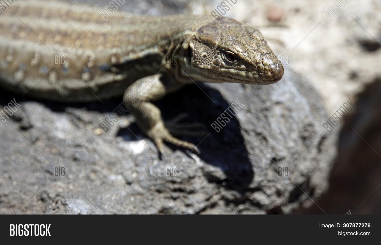 Small Grey Lizard Image & Photo (Free Trial) | Bigstock