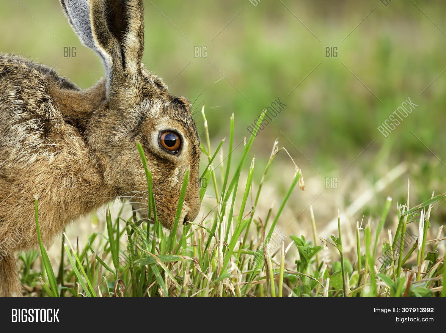 Stunning Close Wild Image & Photo (Free Trial) | Bigstock
