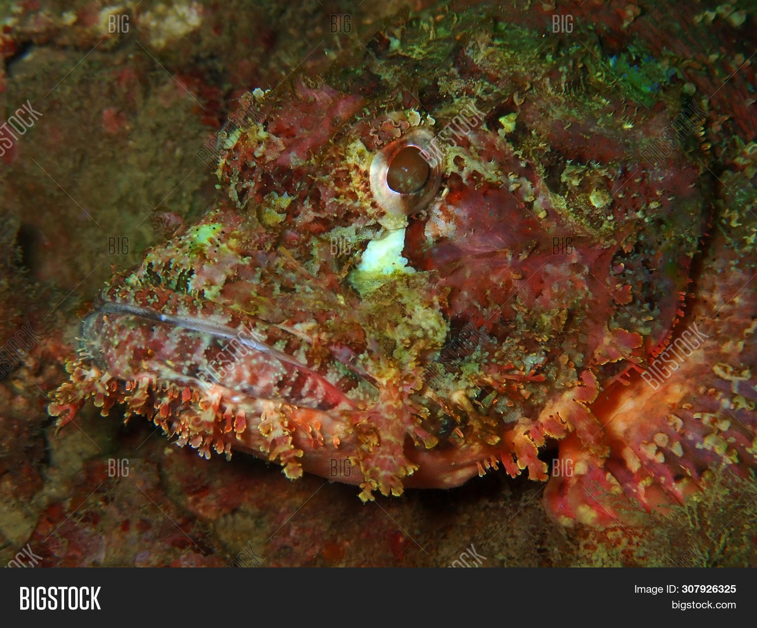 Reef Scorpionfish Image & Photo (Free Trial) | Bigstock