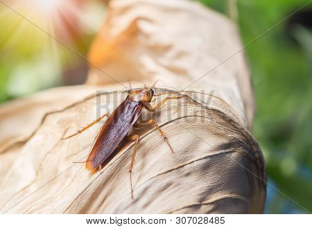 Cockroaches That Live Image & Photo (Free Trial) | Bigstock