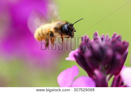 Red Mason Bee Flying Image & Photo (Free Trial) | Bigstock