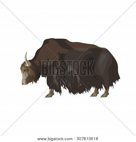 Domestic Yak. Side Vector & Photo (Free Trial) | Bigstock