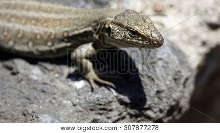 Small Grey Lizard Image & Photo (Free Trial) | Bigstock