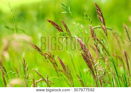 Sweetgrass Images, Illustrations & Vectors (Free) - Bigstock
