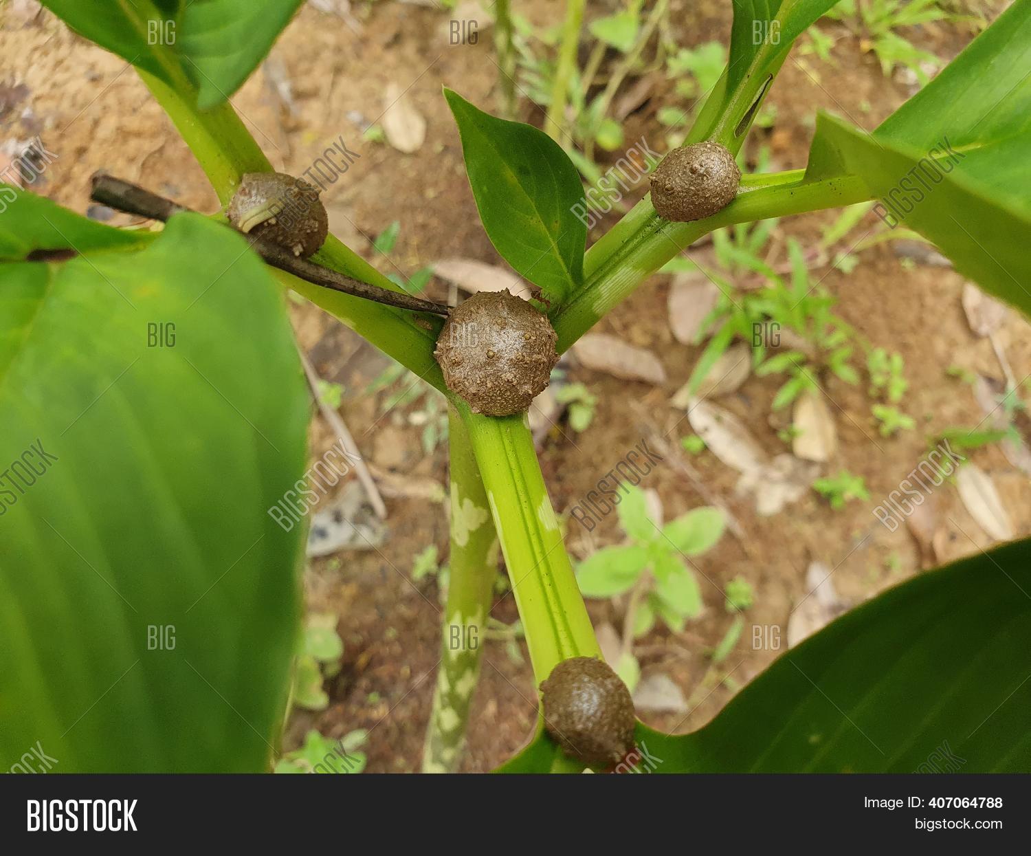 Green Porang Plant Image & Photo (Free Trial) | Bigstock