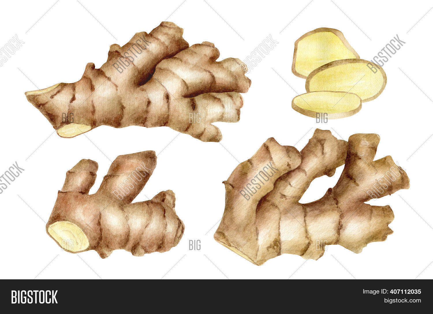 Watercolor Ginger Root Image & Photo (Free Trial) | Bigstock